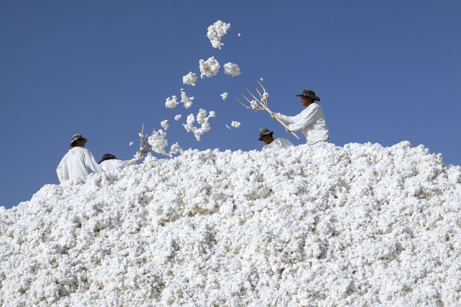 Cotton of MUJI | MUJI