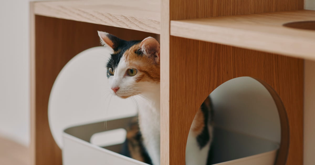 猫とくつろぐ、無印良品の空間｜無印良品