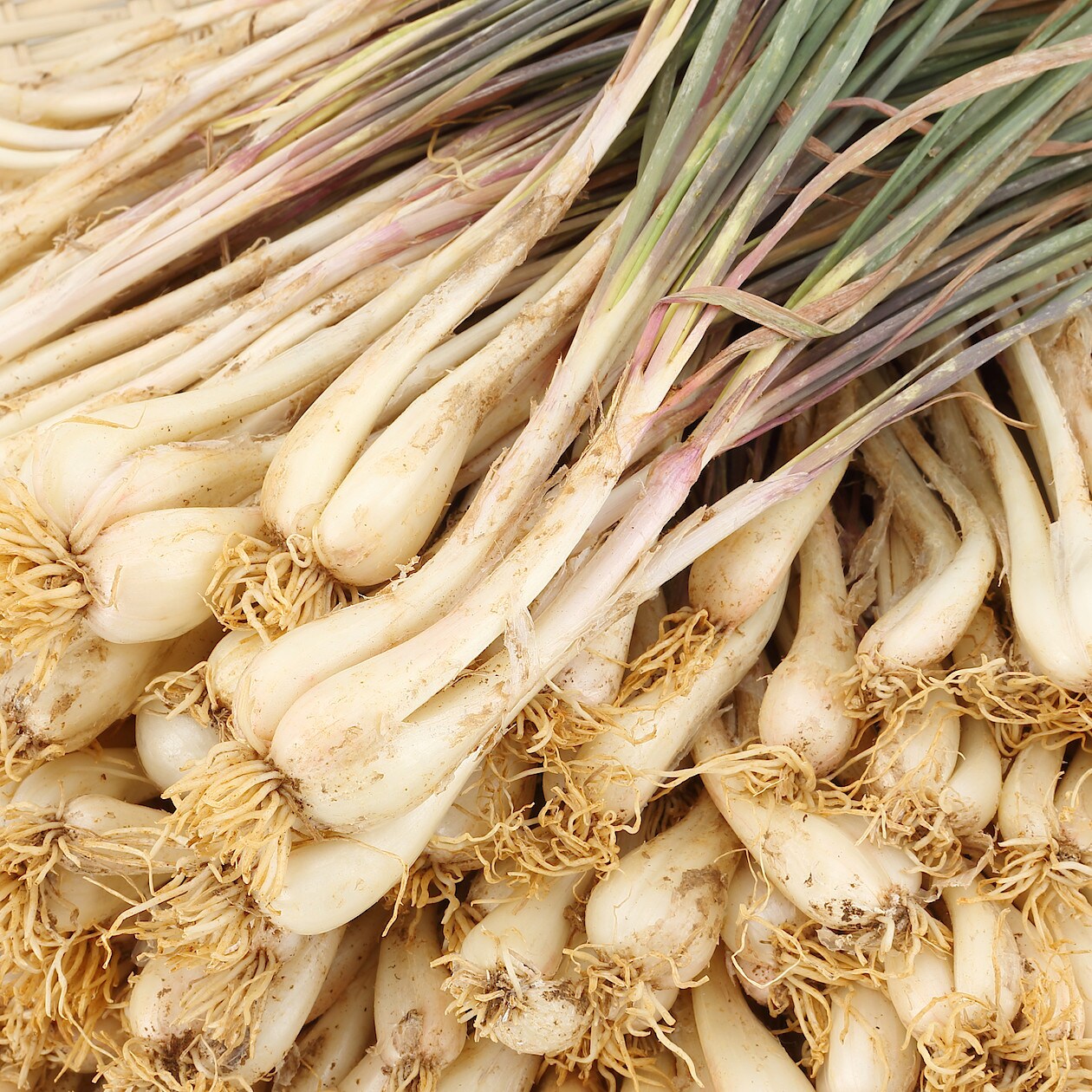 宮古島産 Sumaya Natural Farmの「島らっきょう」（農薬：栽培期間中不使用）約1kg | 無印良品