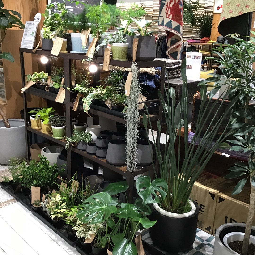 【MUJI新宿】毎週金曜日入荷のGREEN入荷速報｜無印良品 新宿靖国通り